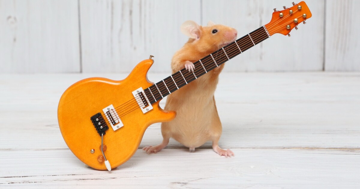 Musikalische Tiere - Erstaunlich: Auch Ratten können Oktaven erkennen ...