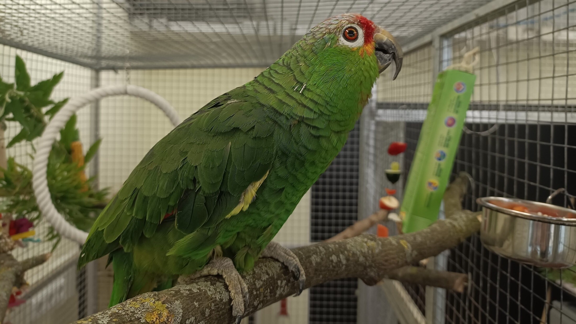 30 Jahre Einzelhaft - Papagei „Burli“ wurde aus Mini-Käfig befreit ...