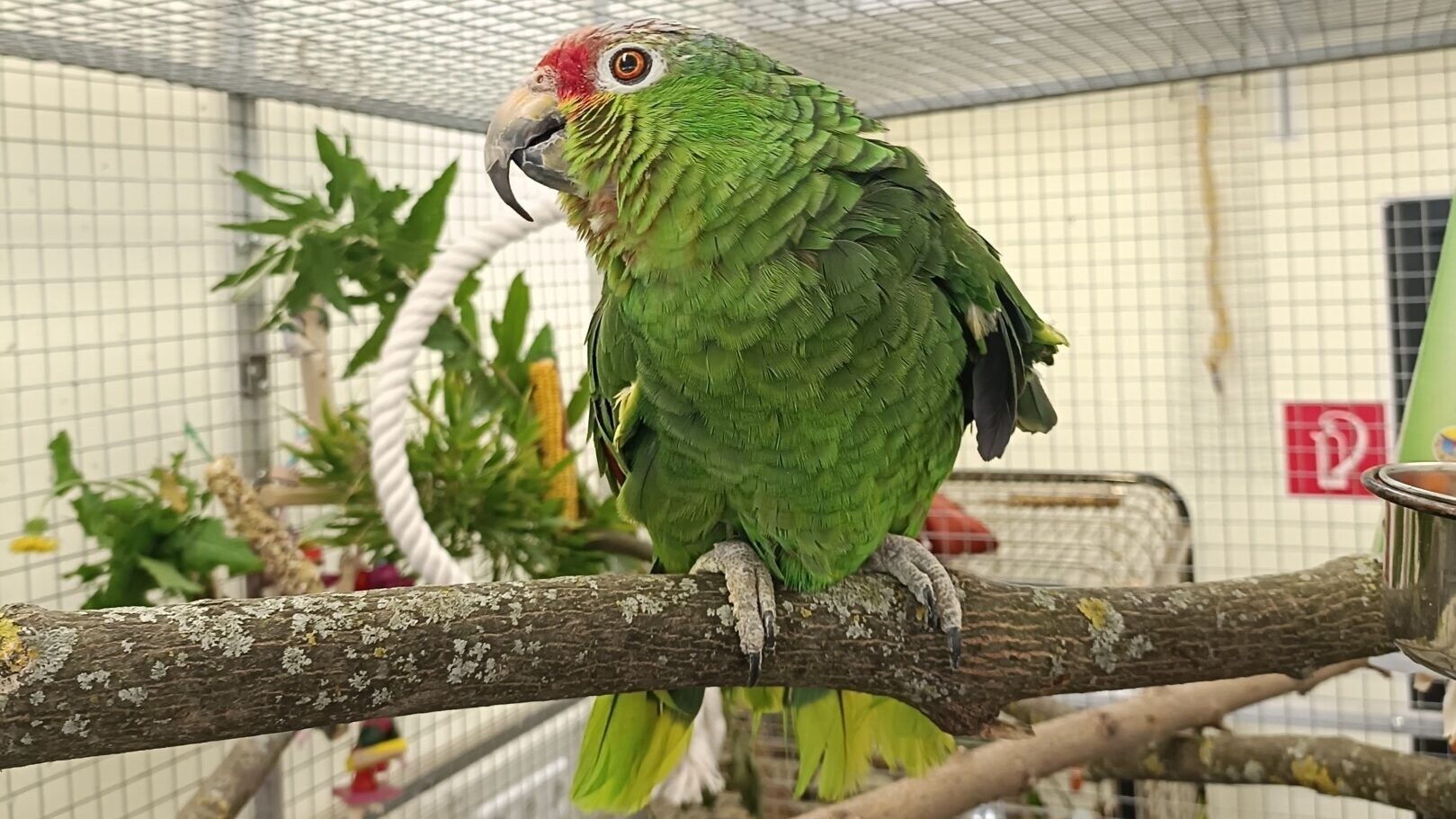 30 Jahre Einzelhaft - Papagei „Burli“ wurde aus Mini-Käfig befreit ...