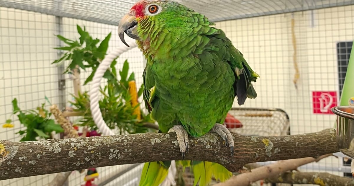 30 Jahre Einzelhaft - Papagei „Burli“ wurde aus Mini-Käfig befreit ...
