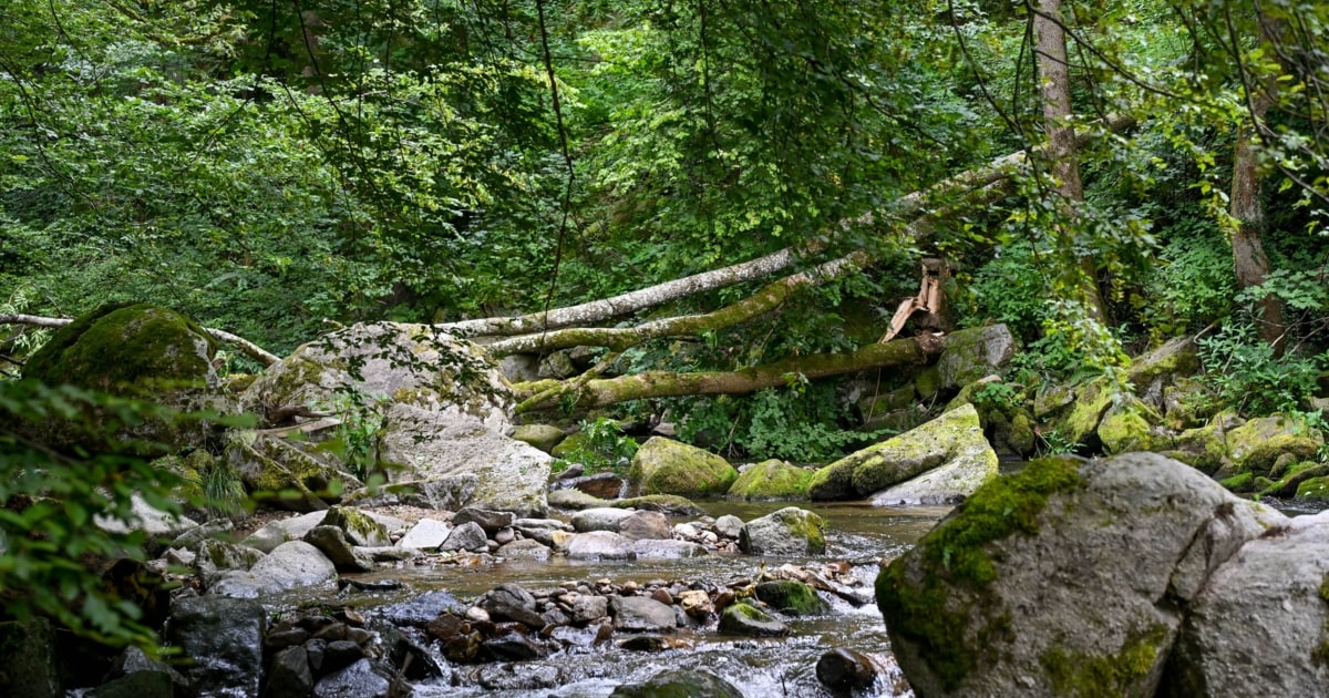 Now to be felled - Tree hit mother: fungal infestation could be to ...