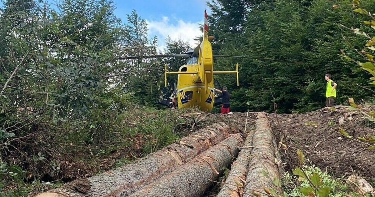 Trapped - 83-year-old man dies in serious forestry accident | krone.at