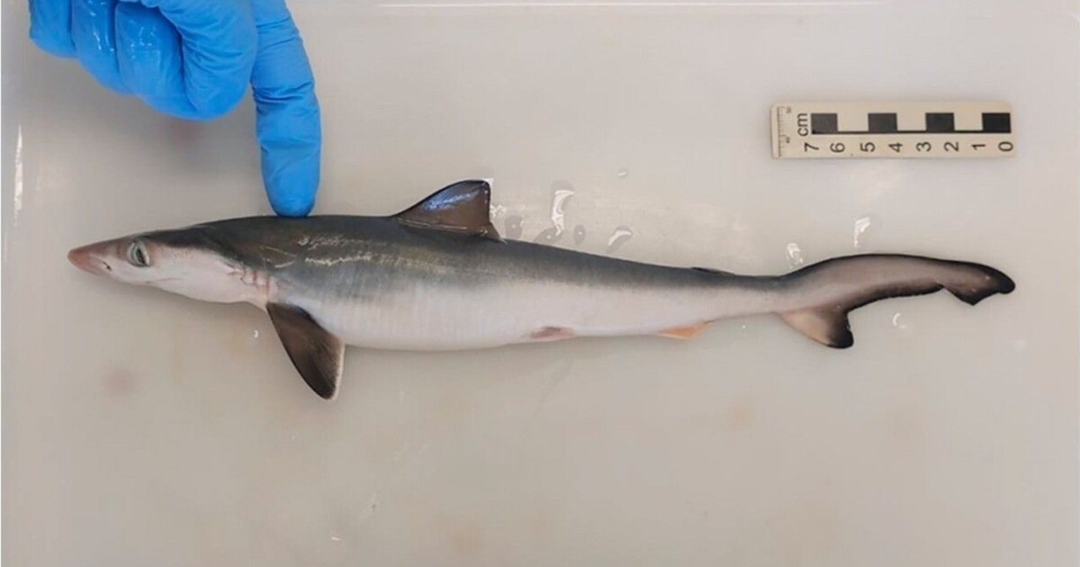 Drugs in the waters - Sharks off the coast of Rio de Janeiro are on ...