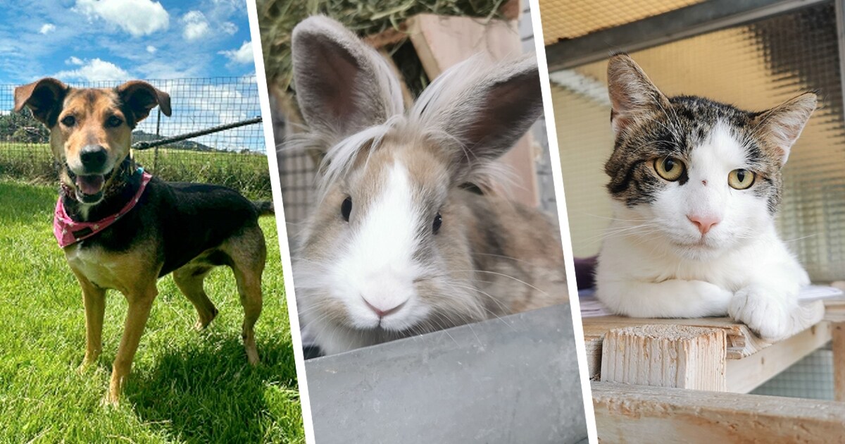 Oberösterreich - „Wer will mich?“: Diese Tiere haben kein Zuhause ...