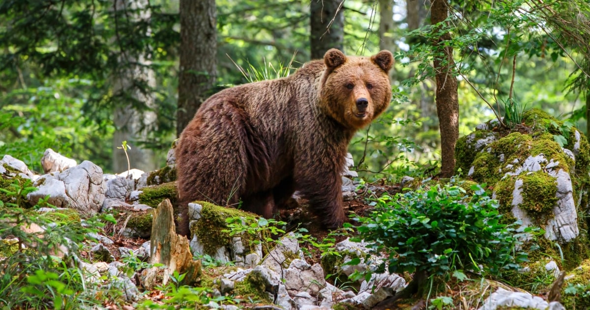 Sudden attack - Brown bear attacked cyclist in Slovakia | krone.at