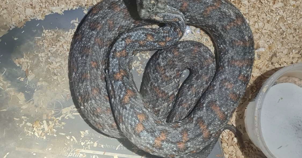 Partly decomposed animals - Over 30 poisonous snakes found in a house ...