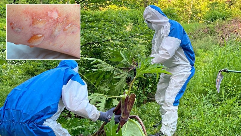 Burns the skin - Giant hogweed: nightmare plant is spreading | krone.at
