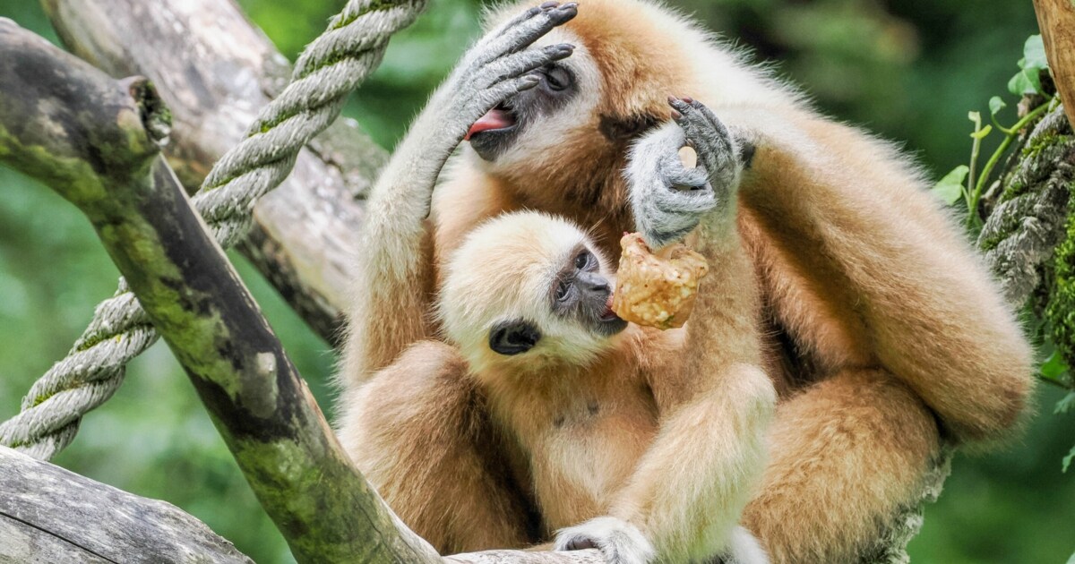 Delicious cooling - Animals at Salzburg Zoo were served ice cream ...