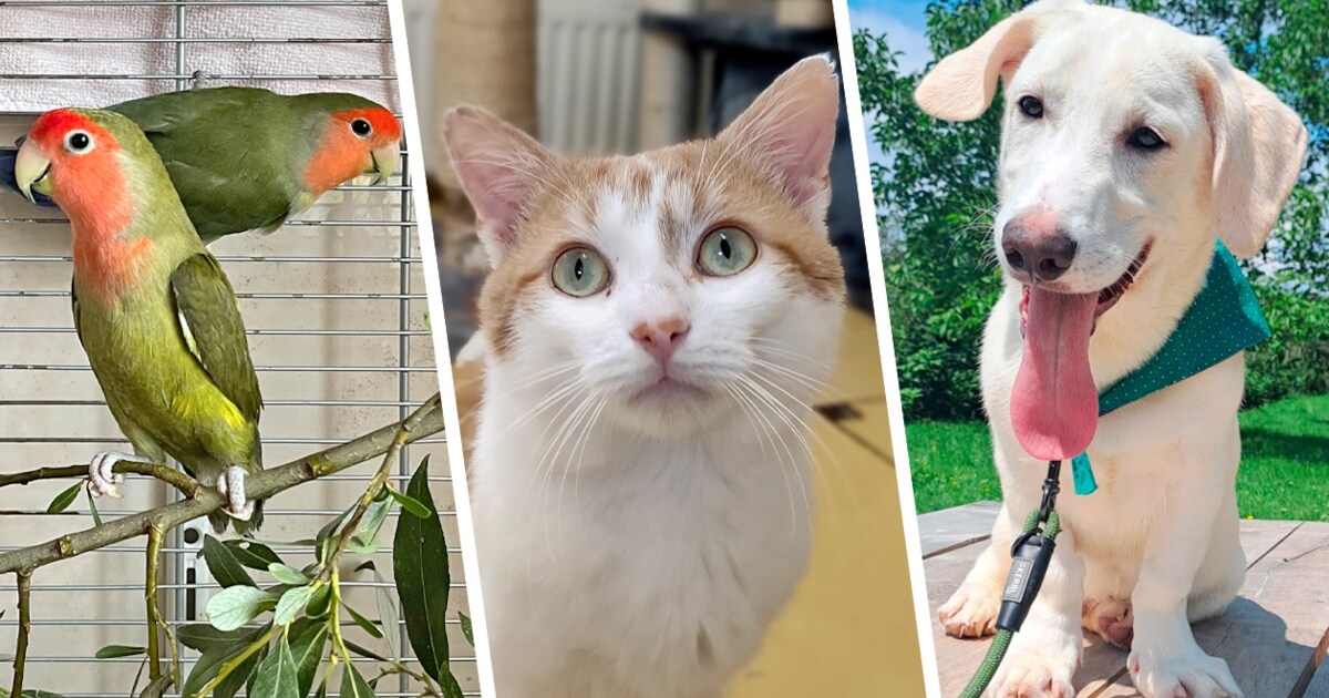 Oberösterreich - „Wer will mich?“: Diese Tiere haben kein Zuhause ...