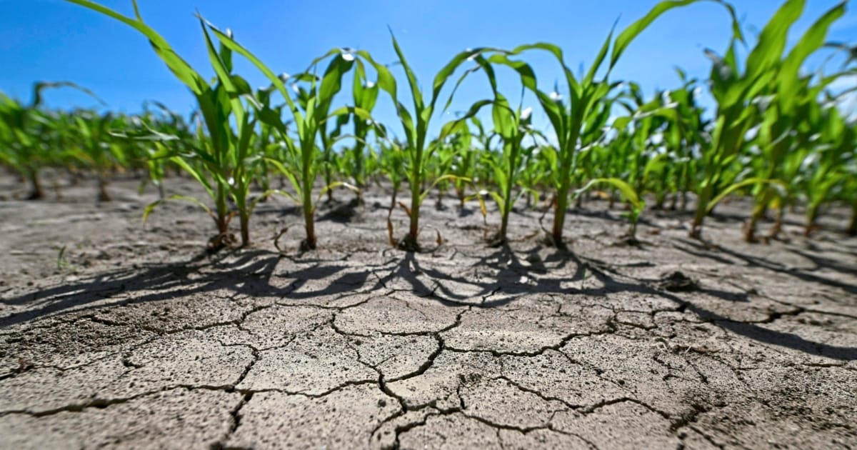 Stürme, Hagel, Dürre - Extremwetter macht den Landwirten zu schaffen | krone.at