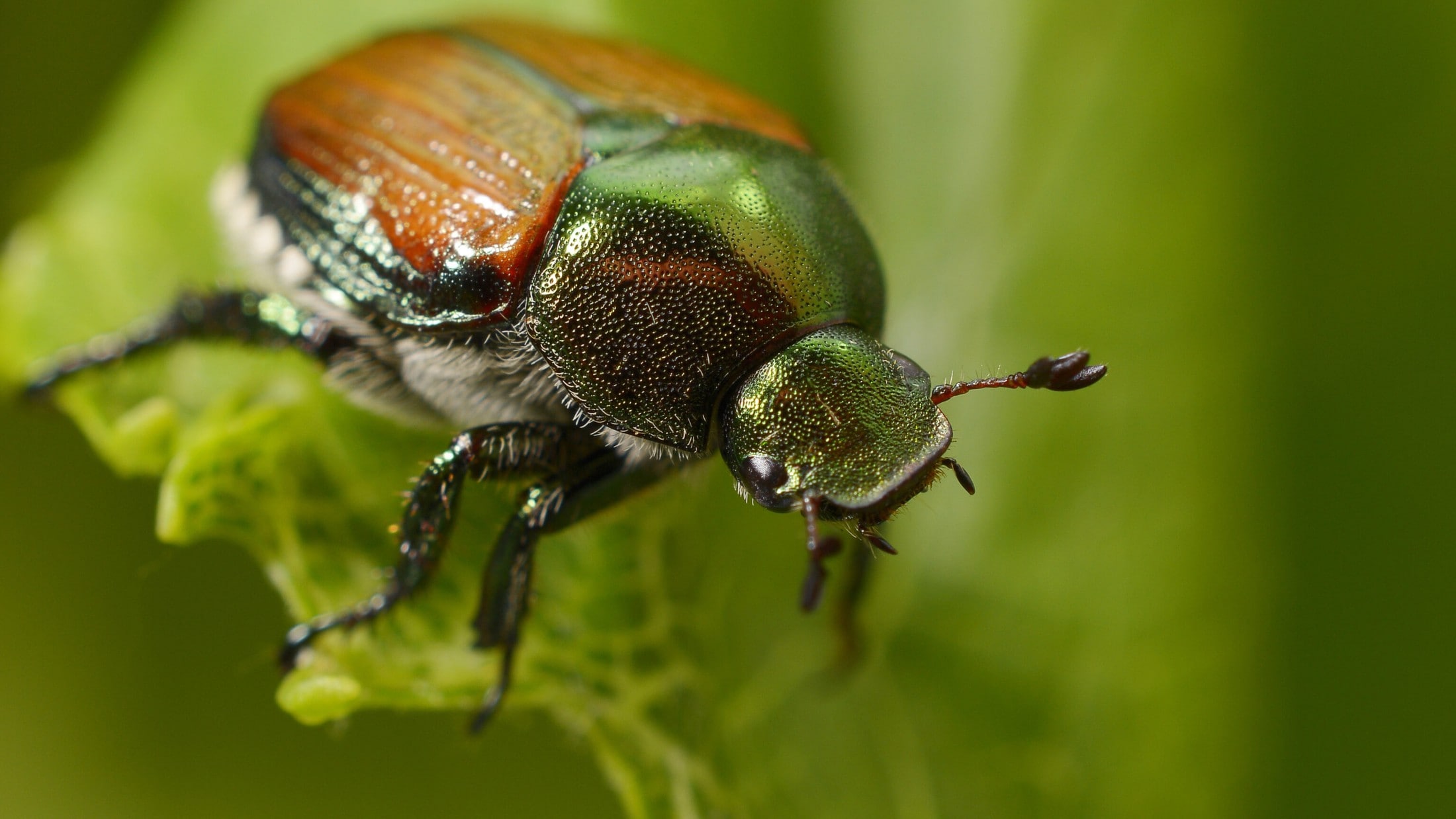 Mya .merc erome lately newly single and in Las Vegas for a