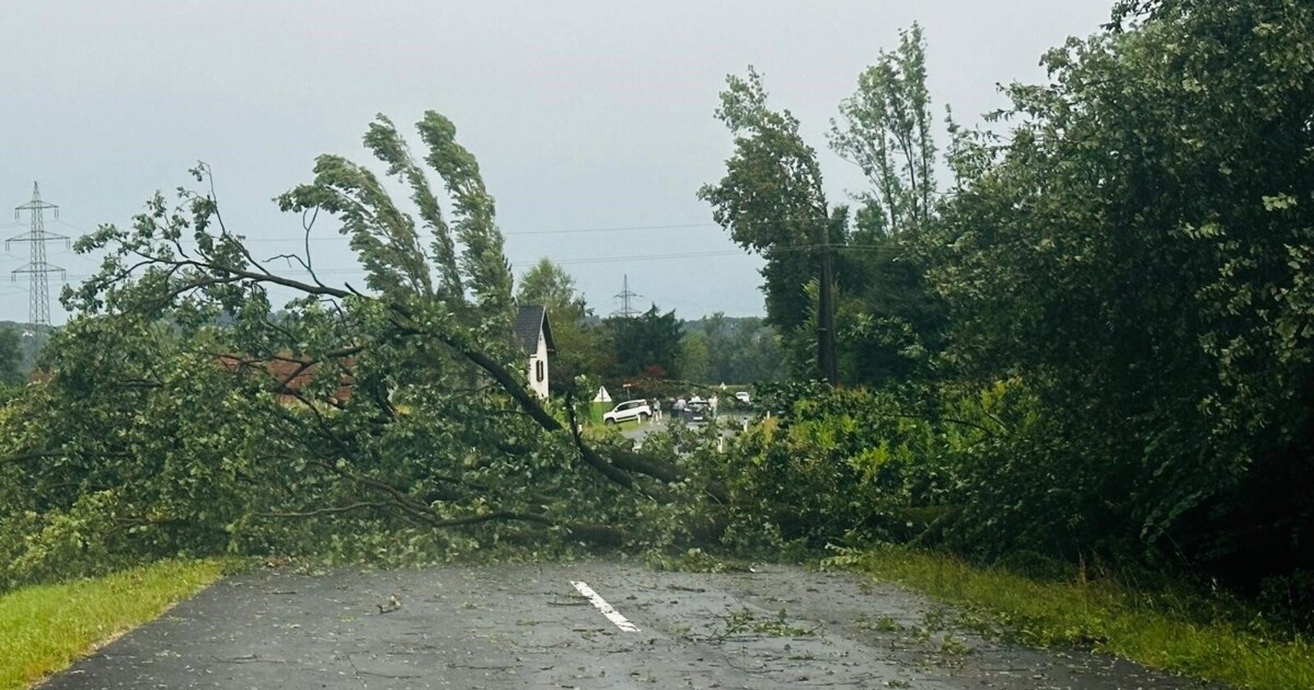 Kurz, aber heftig - Zahlreiche Bäume bei Unwettern umgestürzt | krone.at