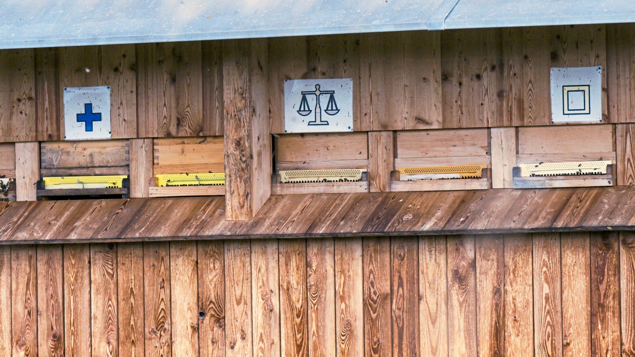 Beekeepers with passion - These bees even recognize “traffic signs” | krone.at