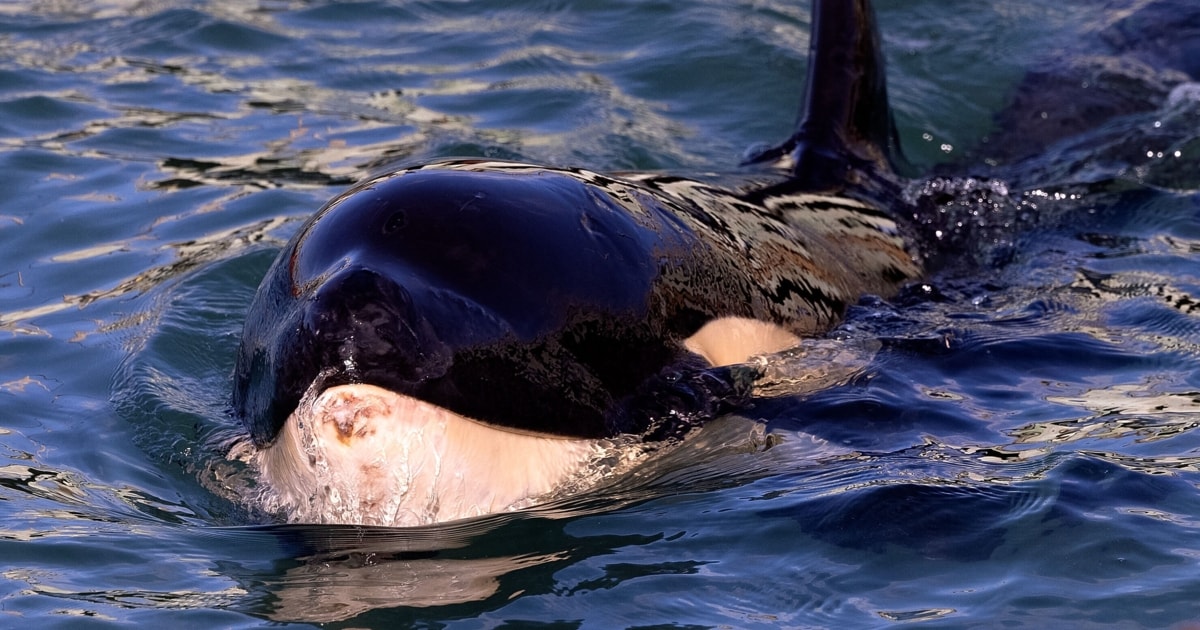 Just a fad? - Attacks by killer whales in the Mediterranean are on the ...