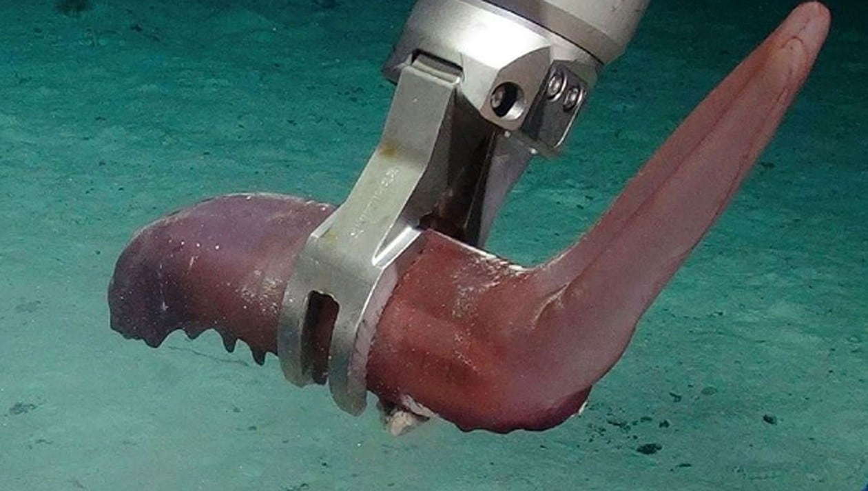 Pink sea cucumbers & co. - Using DNA analyses: new species discovered ...