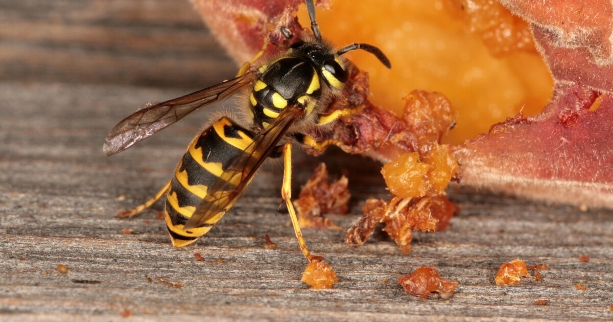 Experts explain - Why wasps are on the rampage this year | krone.at