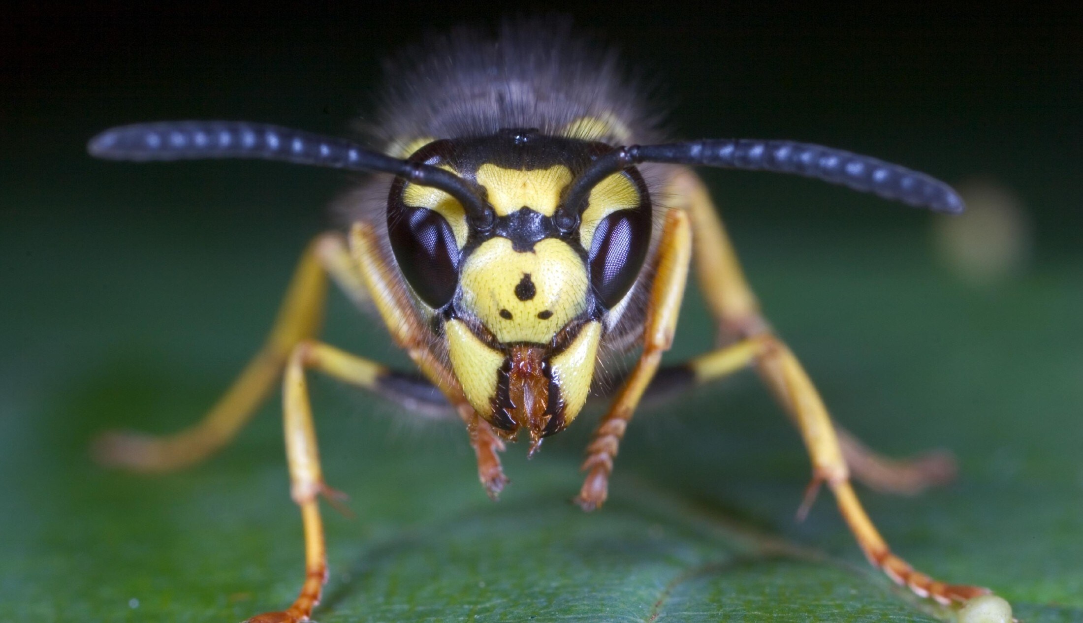 Insektenstichallergie - Ein Wespenstich kann zur tödlichen Gefahr ...