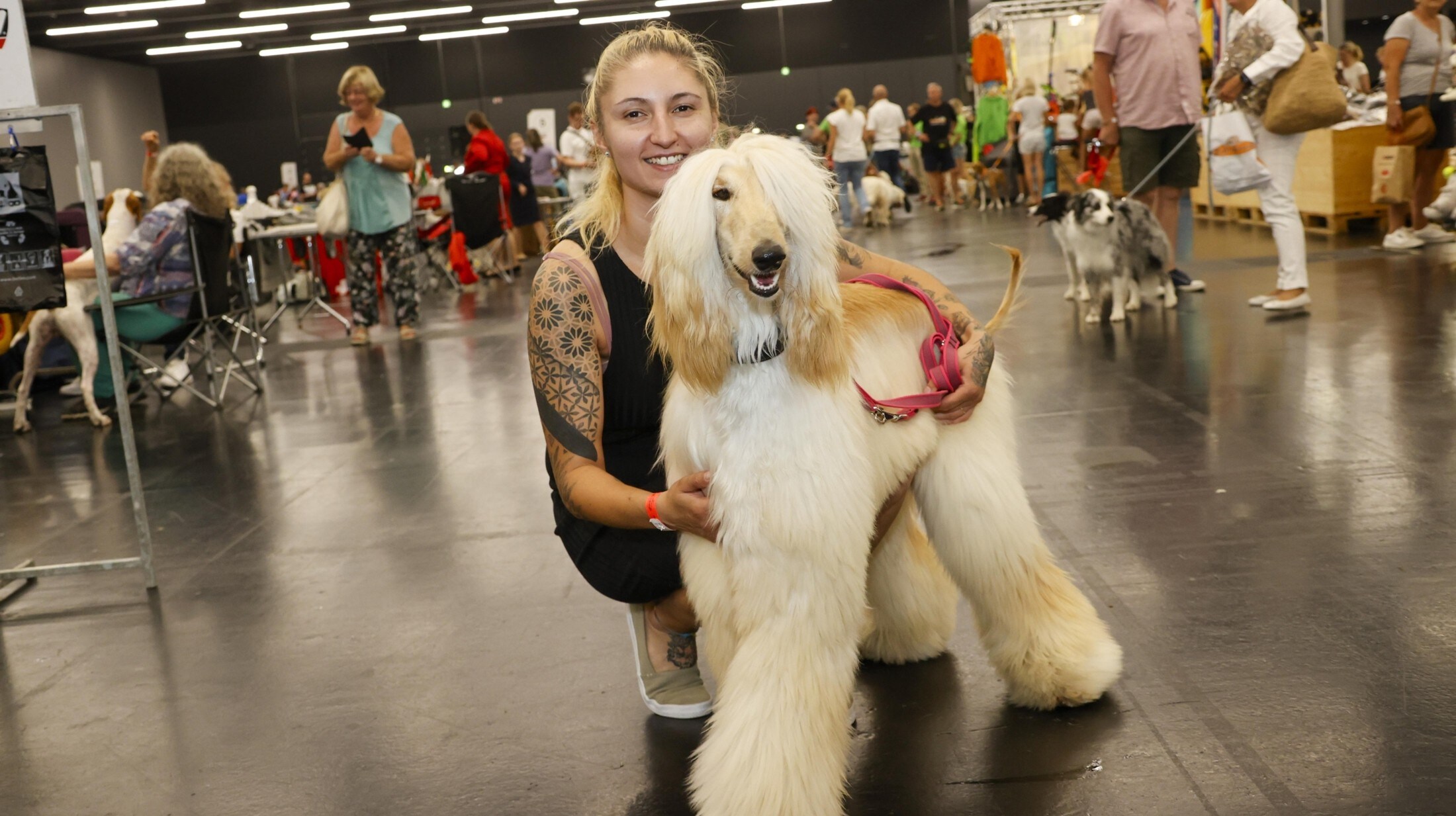 Bei Rassehunde-Schau - Diese Vierbeiner machen die Messe zum Laufsteg ...