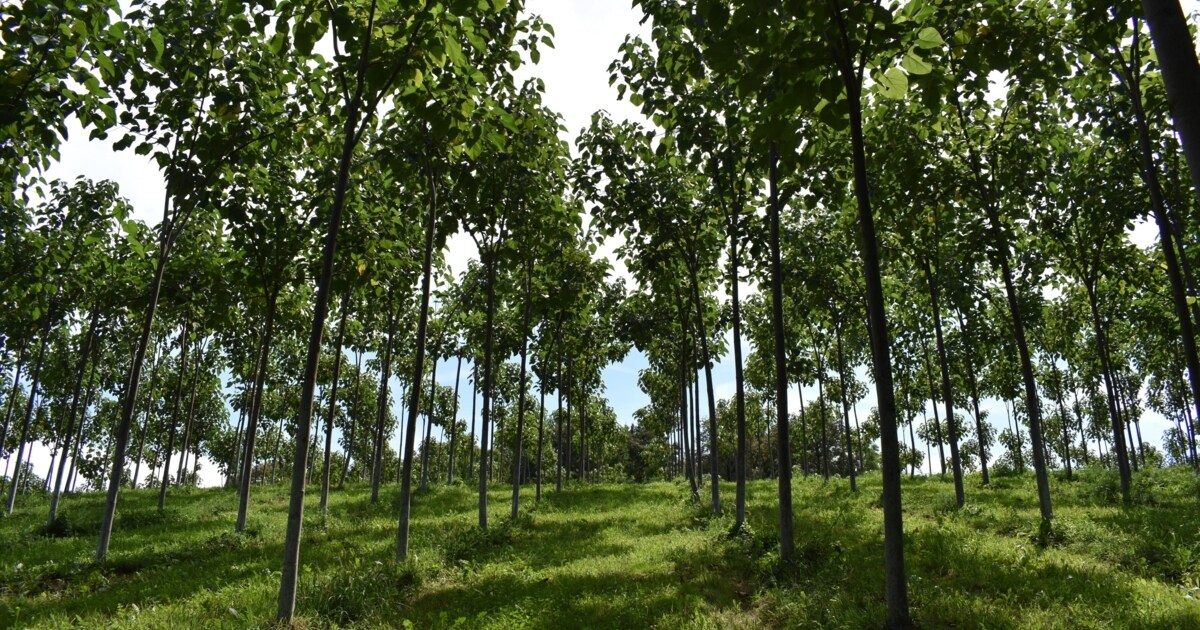 New CO2 vouchers - “Turbo trees” for less carbon dioxide pollution ...