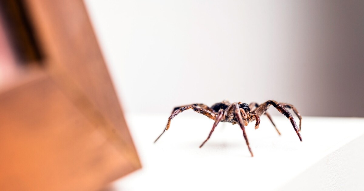 Septic shock - Man (23) dies after spider bite in Italy | krone.at