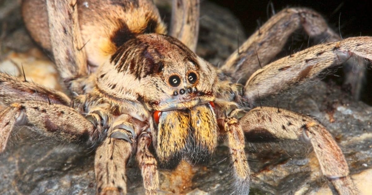 New species - How giant spiders are conquering Styria | krone.at