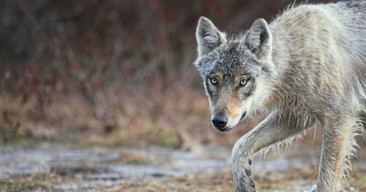 National strategy - Monitoring to help manage the wolf better | krone.at