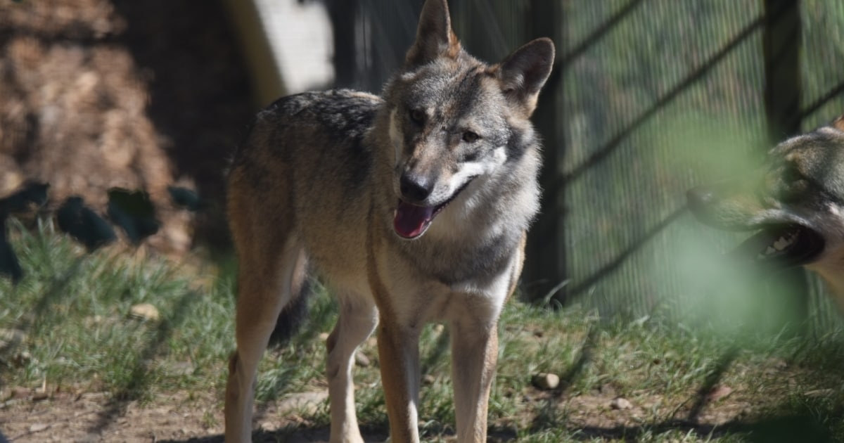 Deer killed - DNA sample provides proof: a wolf is hunting in the ...