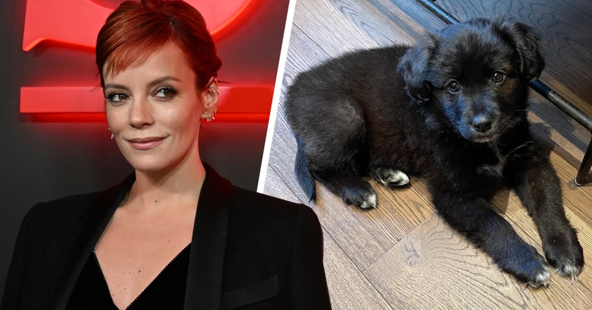 Weil er Pässe auffraß - Lily Allen brachte ihren Hund zurück ins ...