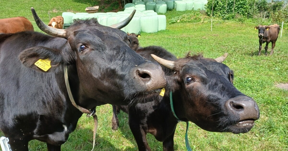 Wagyu breeding - Noble Japanese cattle are already true Styrians | krone.at