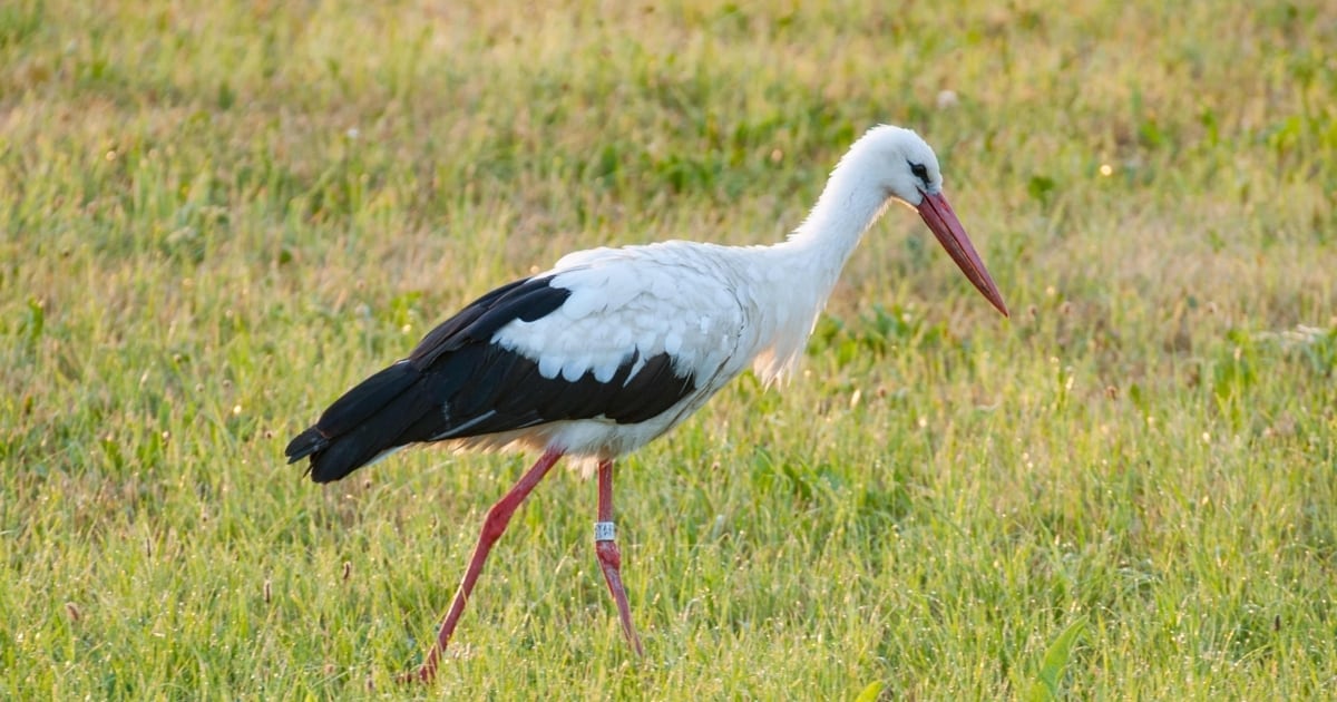 Flight to Africa - “Return journey” begins for the white storks | krone.at