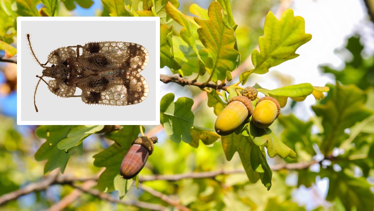Annoying invasion - Immigrant bugs attack Styrian oak trees | krone.at