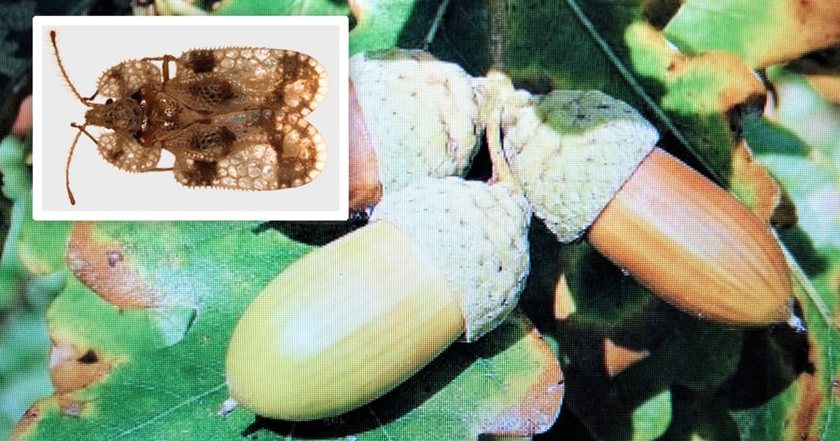 Migrant insect - Bug turns out to be an “oak leaf vampire” | krone.at