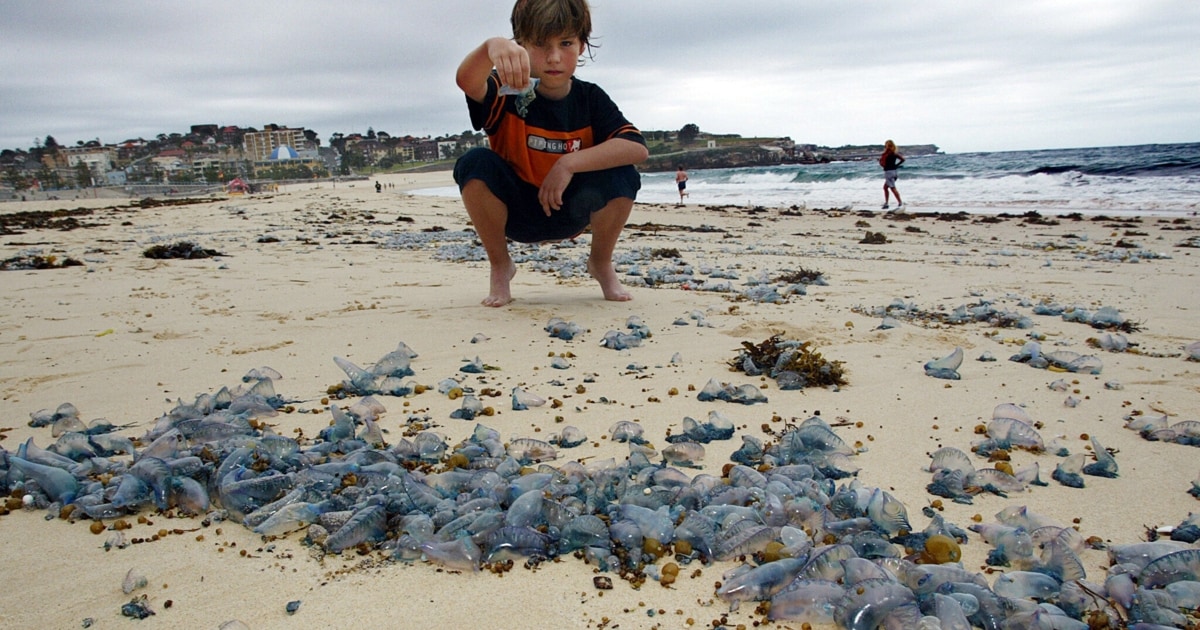 40 Exemplare entdeckt - „Bluebottles“ angespült: Quallenalarm auf Phuket | krone.at