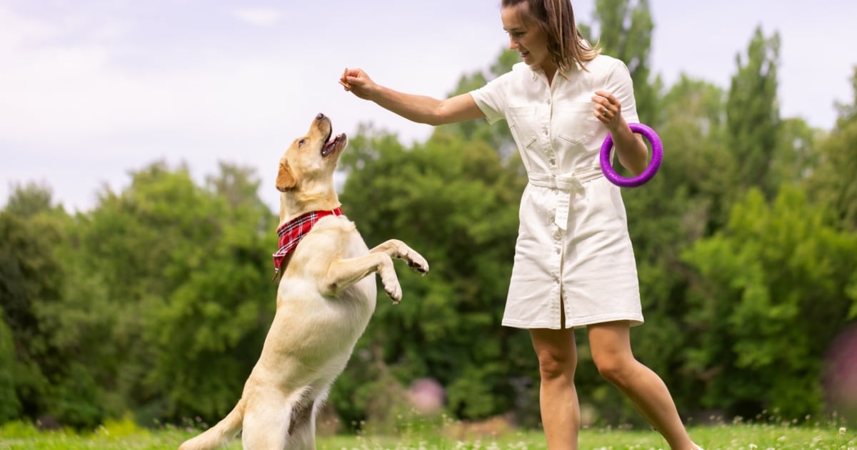 No to violence - Dog training: keep your eyes open when choosing a ...