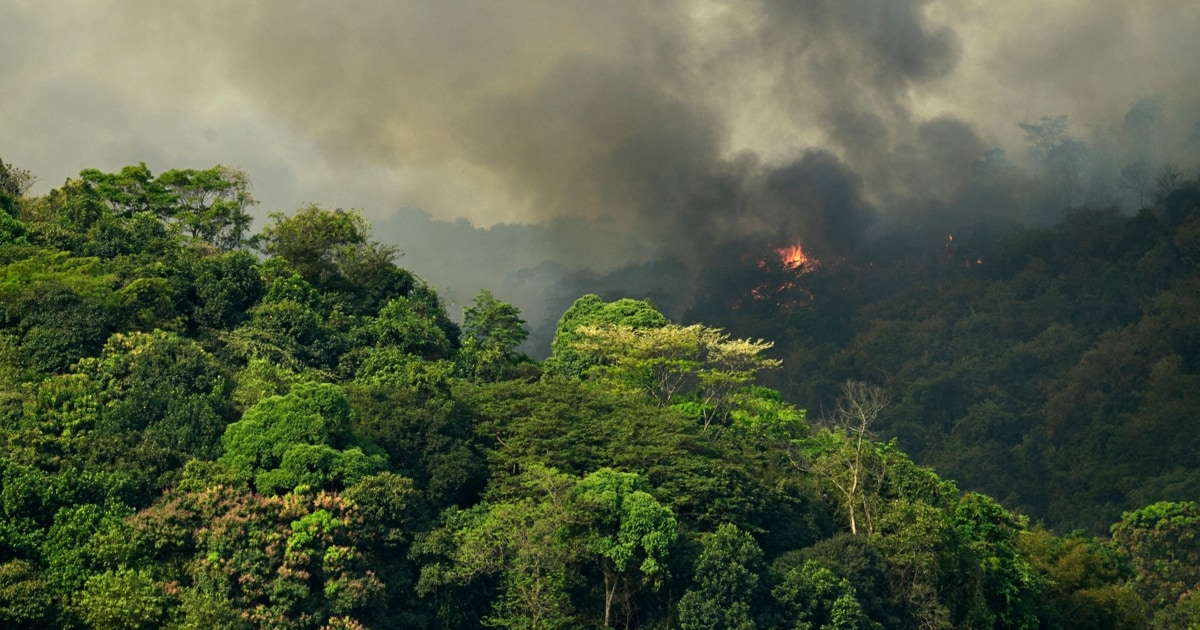 "Business worth billions" - Brazil: Fires destroy untouched rainforest ...