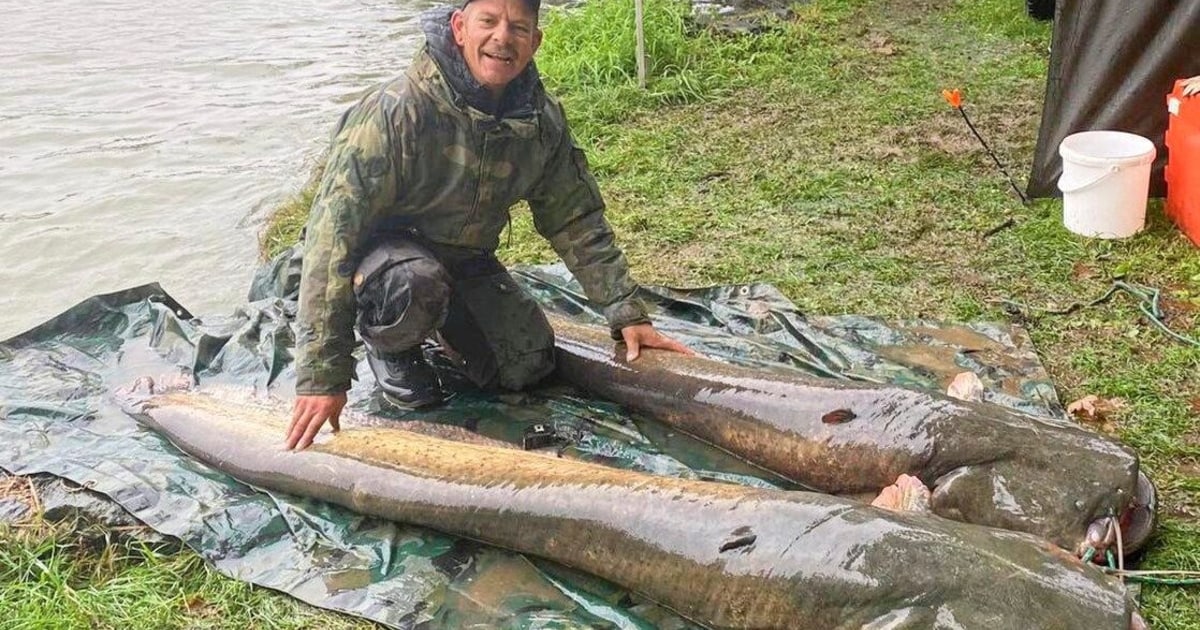 Mit Happy End - Rekordfang: Gleich zwei 25-jährige Riesenwelse | krone.at