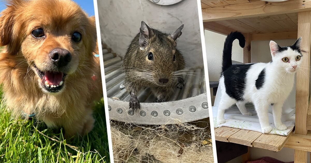 Oberösterreich - „Wer will mich?“: Diese Tiere haben kein Zuhause ...