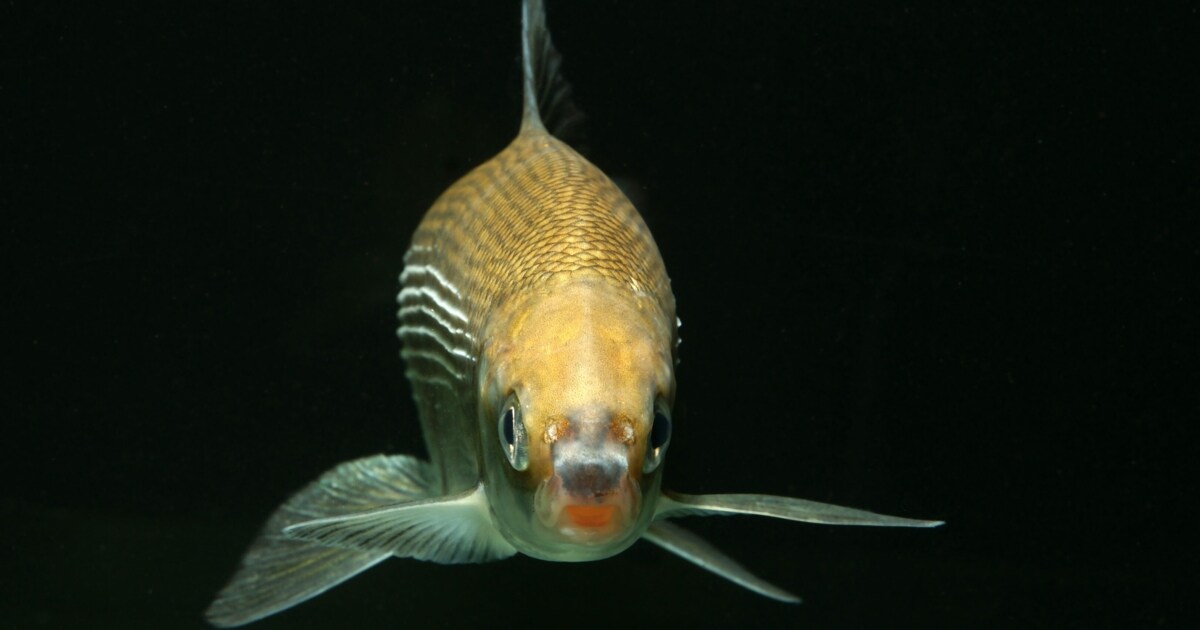 Traunsee trouble - Construction site dirt made nets visible to fish ...