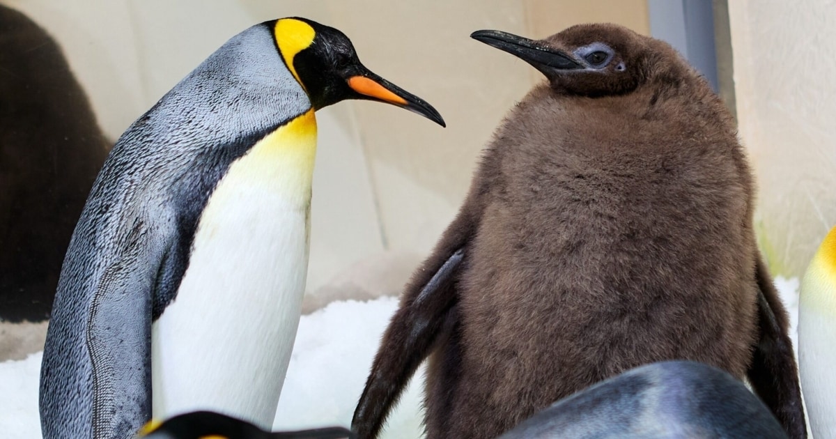 As heavy as parents! - Fat baby penguin in Australia delights the net | krone.at