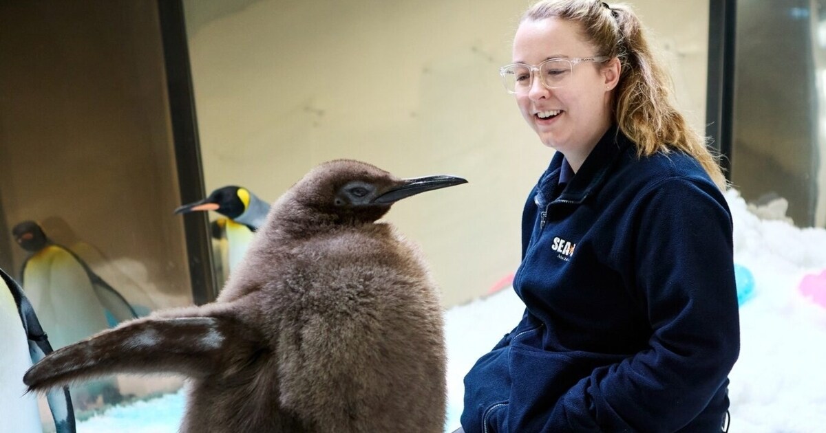 Trägt bald „Frack“ - Riesiges Pinguinküken „Pesto“ wird erwachsen ...
