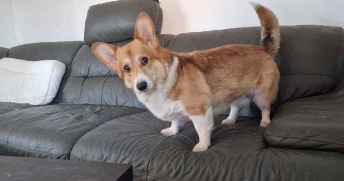 Can anyone help? - Corgi dog missing: Is she stuck in a cornfield? | krone.at