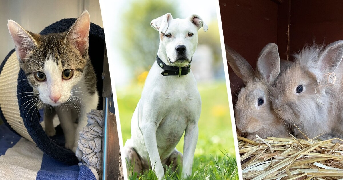 Oberösterreich - „Wer will mich?“: Diese Tiere haben kein Zuhause ...