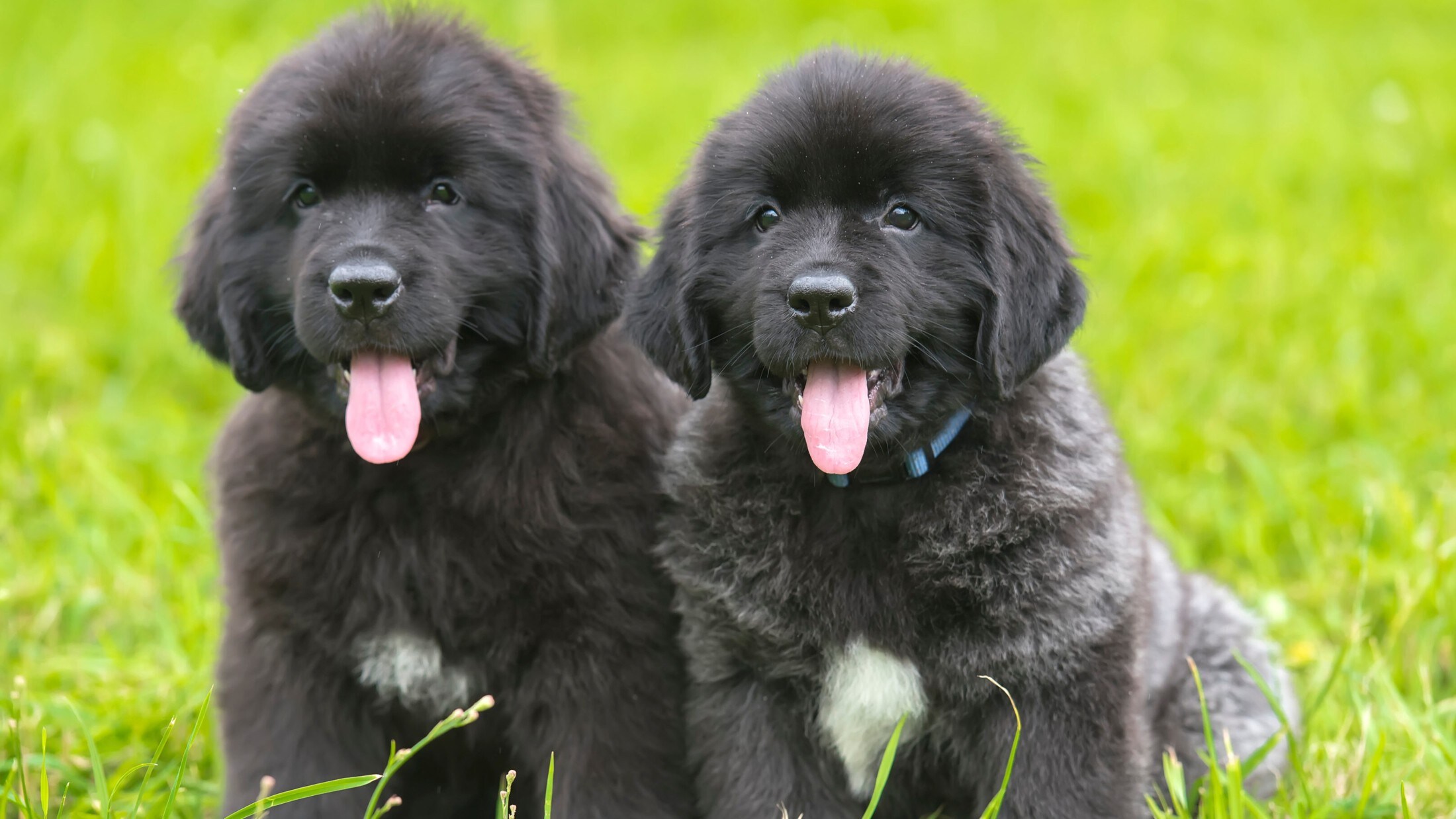 Dubious breeder - Styrian woman sentenced for fraud with “pedigree ...