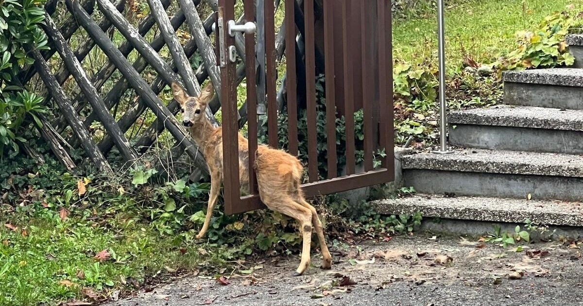 Operation in Graz - Deer stuck in garden gate – rescued by hunter ...