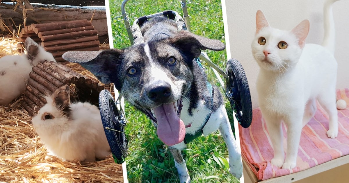 Oberösterreich - „Wer will mich?“: Diese Tiere haben kein Zuhause ...