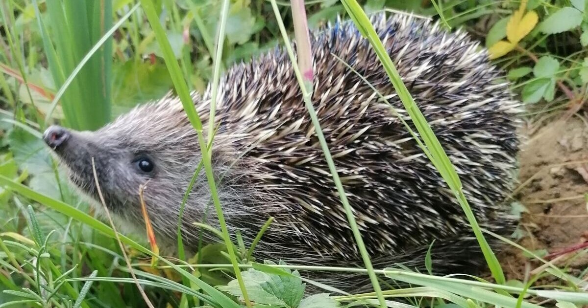 Pestizide, Mäher & Co: - Die gefährliche Welt der Igel | krone.at