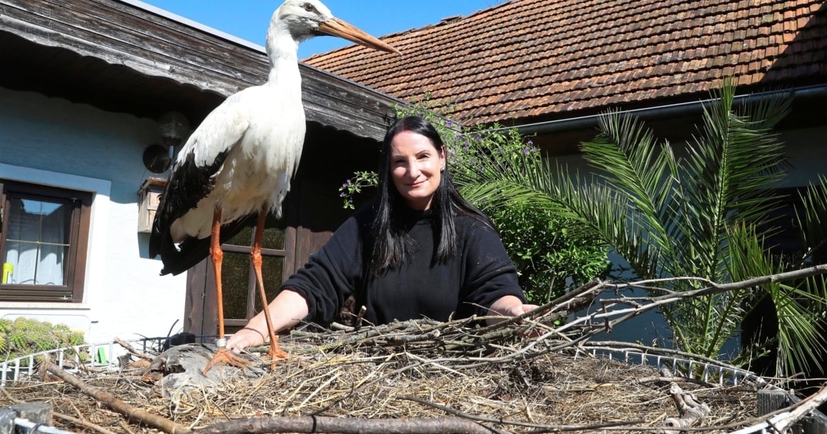 Honored with a prize - How a Styrian discovered her love of storks ...
