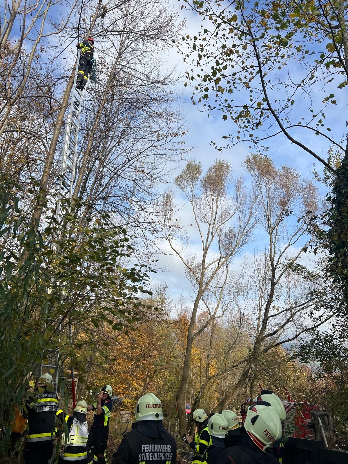 Einsatz in Herberstein - Nasenbärin aus 20 Meter Höhe von Baum gerettet ...