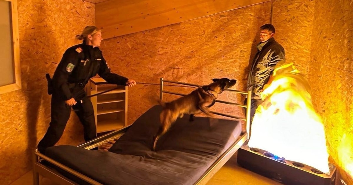 Escaped into the forest - Tough training for police dogs on duty | krone.at