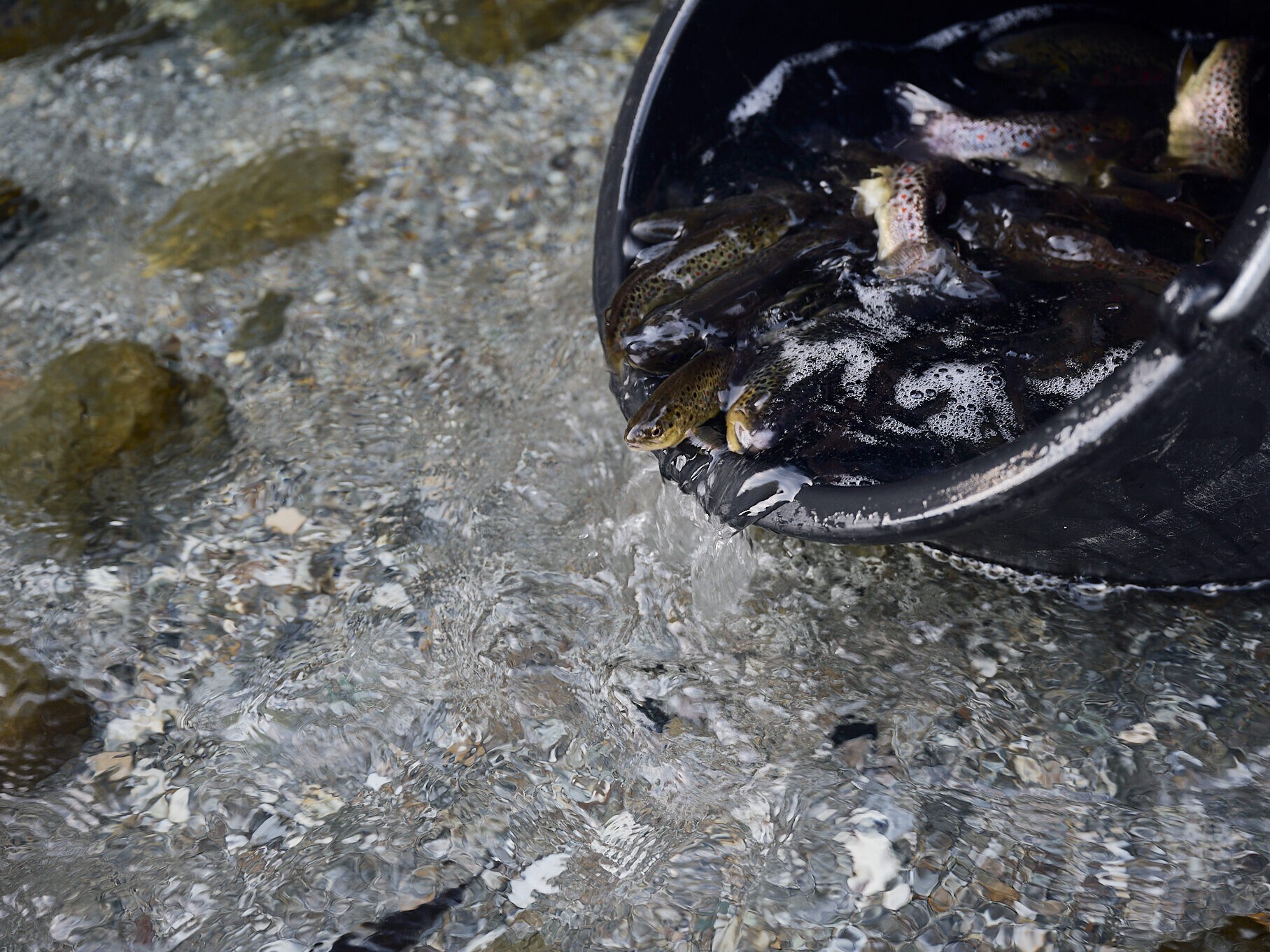 After the 2023 disaster - Fish stock in the Sill is being restored ...
